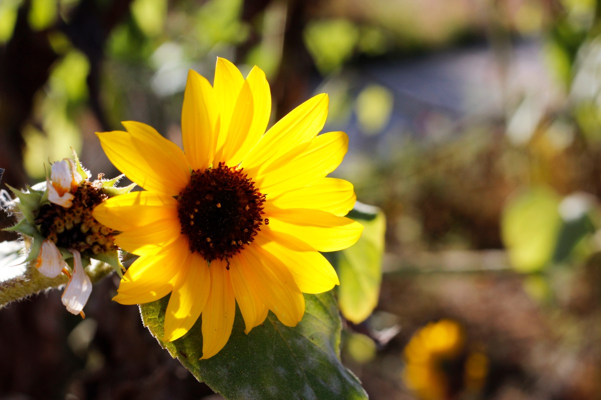 Sun & Shadows – The Intent – The Sun Shadow Collective